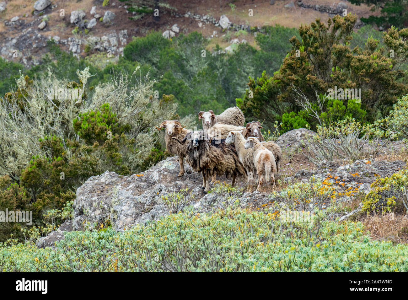 Sheep Grazing On Steep Slope High Resolution Stock Photography and ...