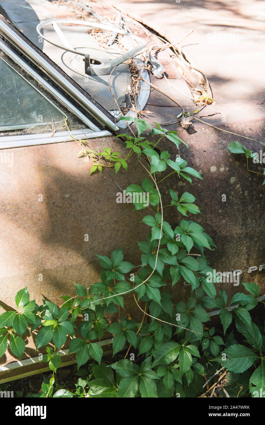 Tree growing out of car roof hi-res stock photography and images - Alamy