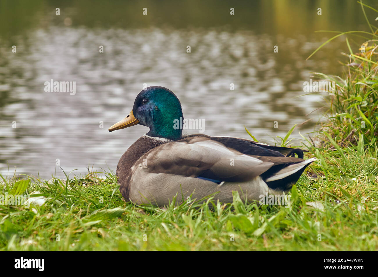 Duck grass hi-res stock photography and images - Alamy