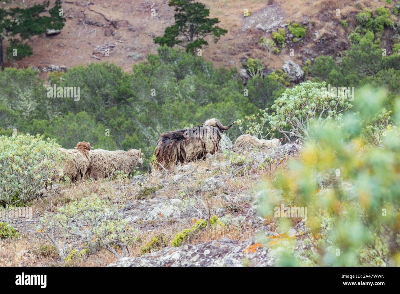 A small flock of sheep is located on a steep mountain slope surrounded ...