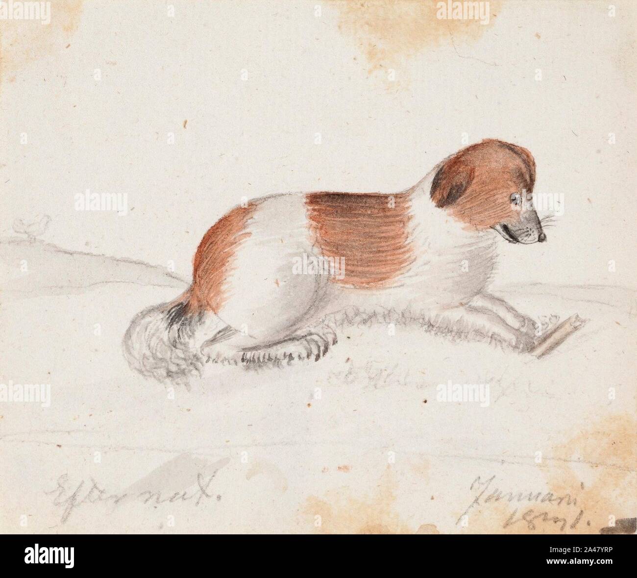 Ferdinand von Wright - Dog Stock Photo - Alamy