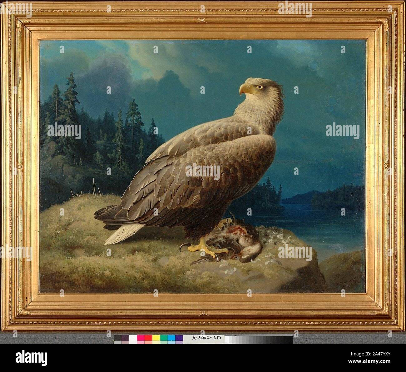 Ferdinand von Wright - Old White-Tailed Sea Eagle Stock Photo - Alamy