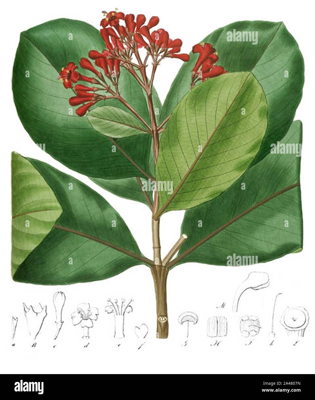 Ovalis Cut Out Stock Images & Pictures - Alamy