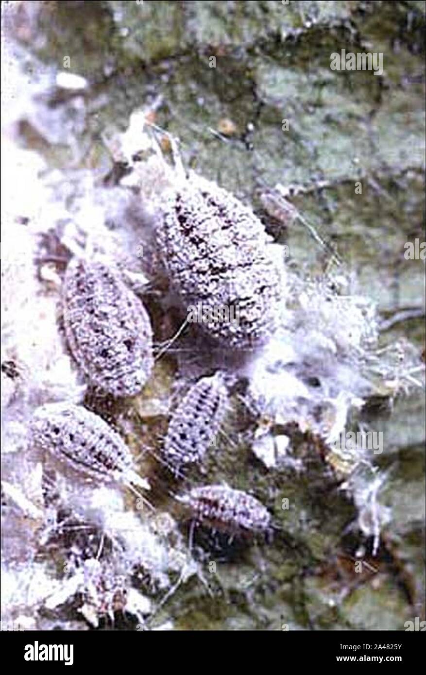 Ferrisia virgata hi-res stock photography and images - Alamy