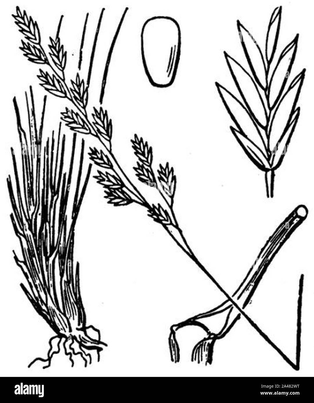 Festuca filiformis illustration (01 Stock Photo - Alamy