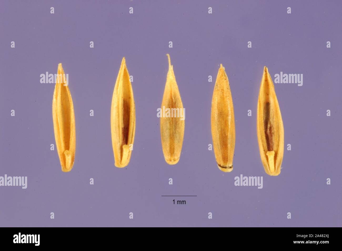 Festuca filiformis fruit (01 Stock Photo - Alamy