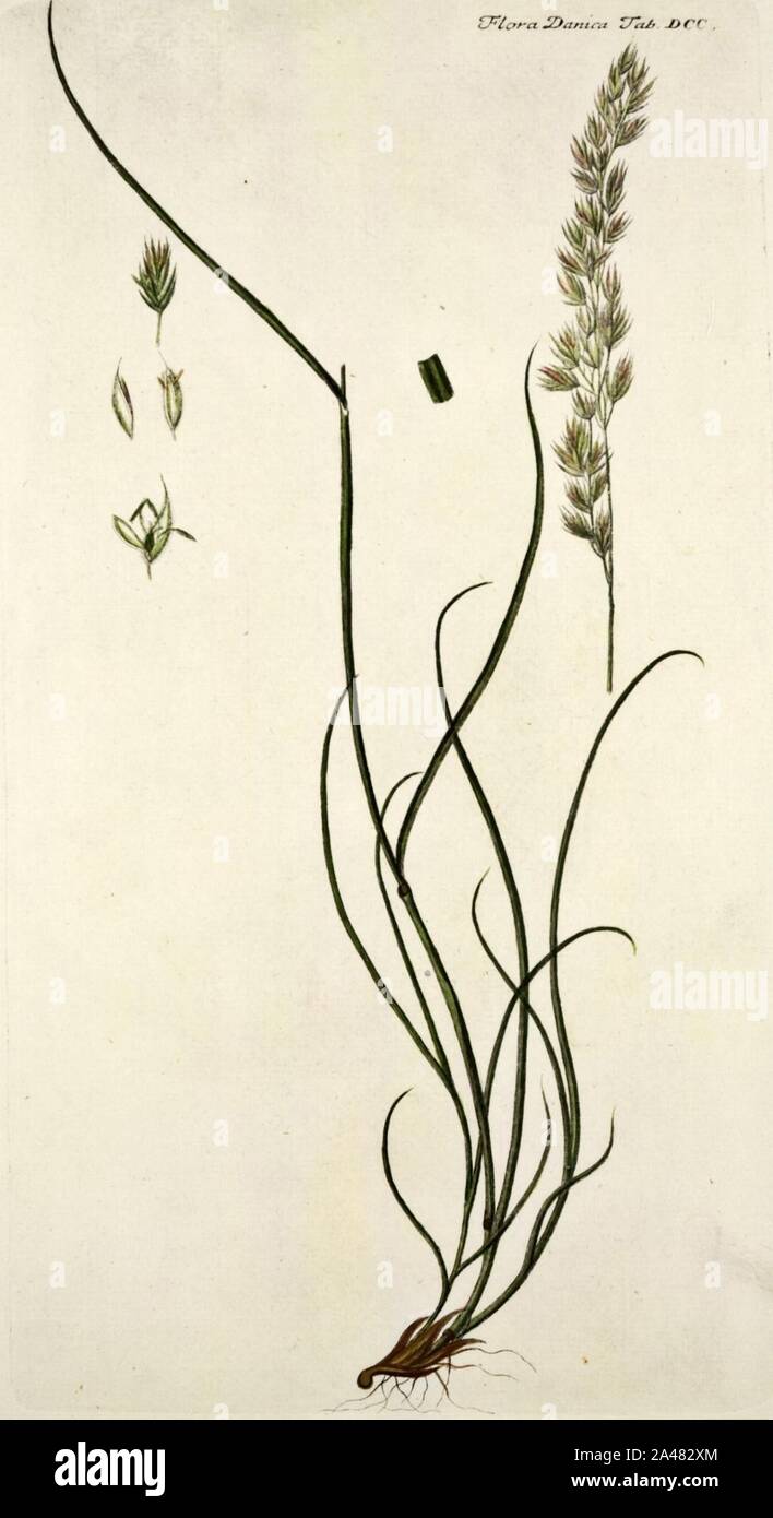 Festuca arenaria hi-res stock photography and images - Alamy