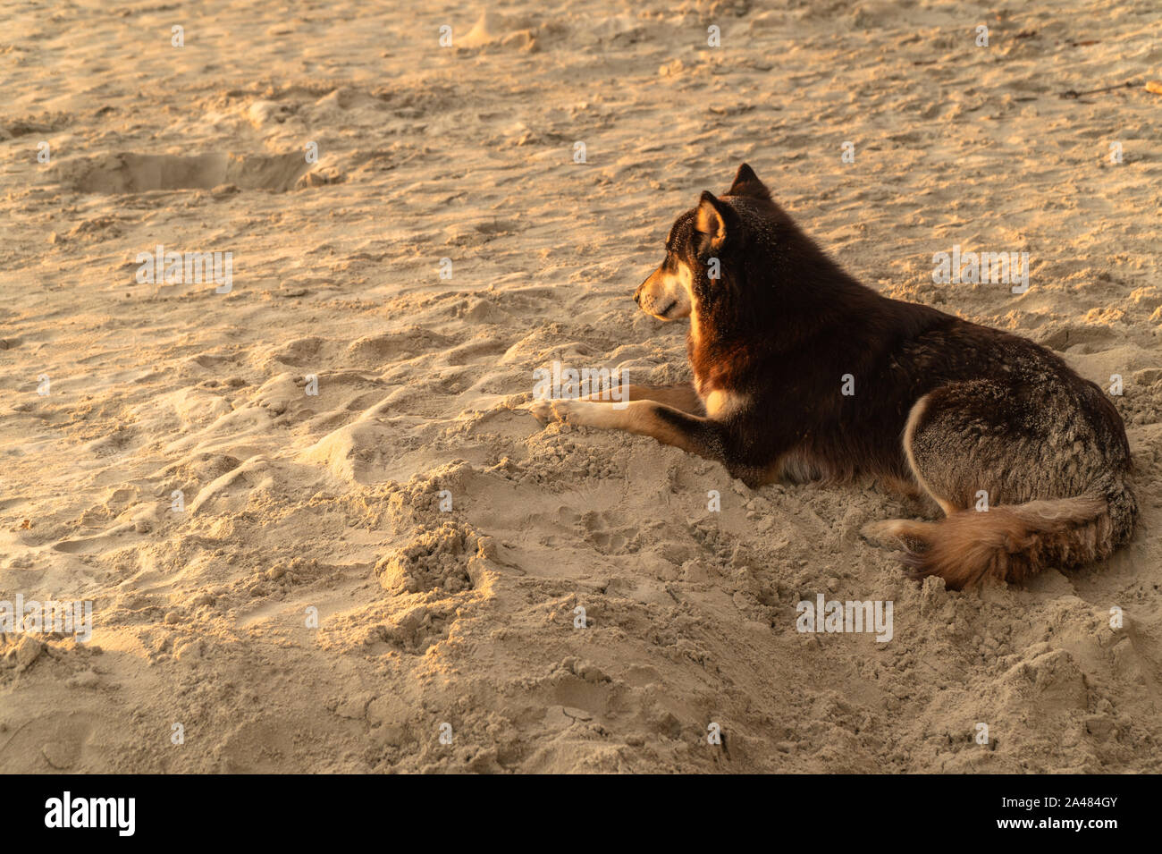 a dog digging in the sand and playing around te beach Stock Photo - Alamy