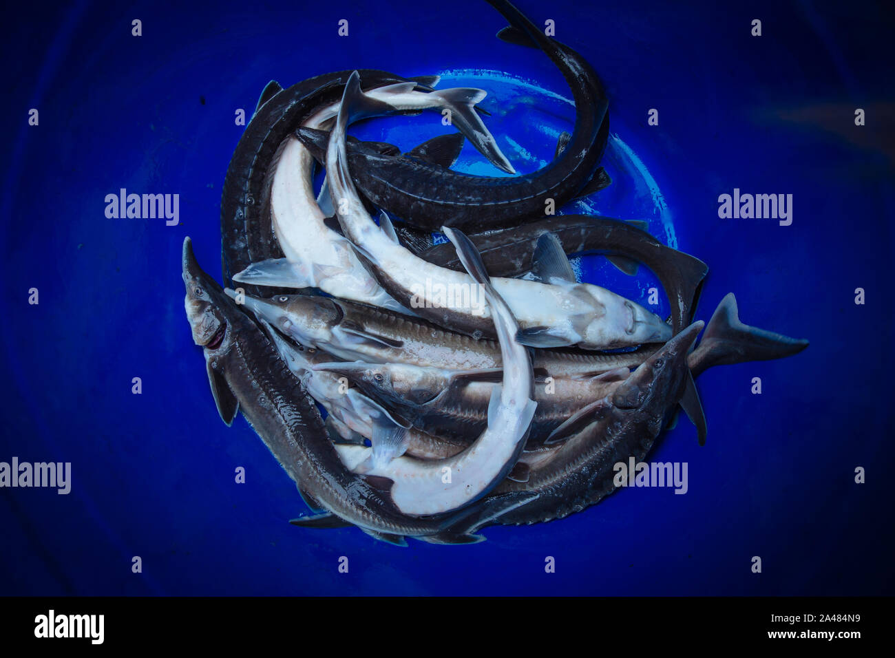 Blue sturgeon fish hi-res stock photography and images - Alamy