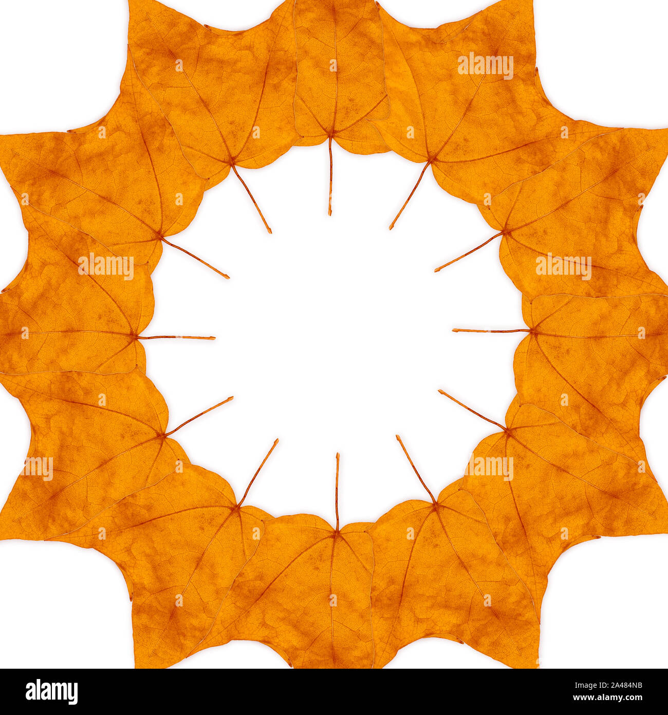 Maple leaf frame. Colorful maple leaf frame on a white background Stock ...