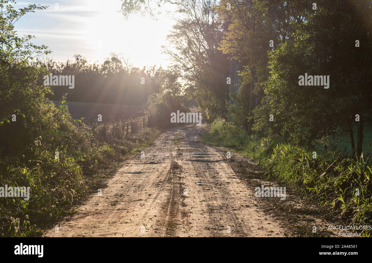 A dirt road cutting in the late afternoon. Rural landscape. Paths and ...