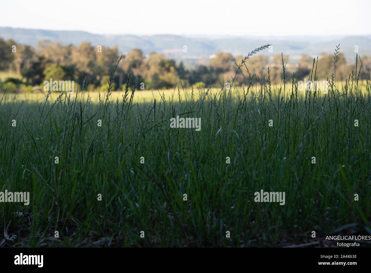 Upland rice hi-res stock photography and images - Alamy