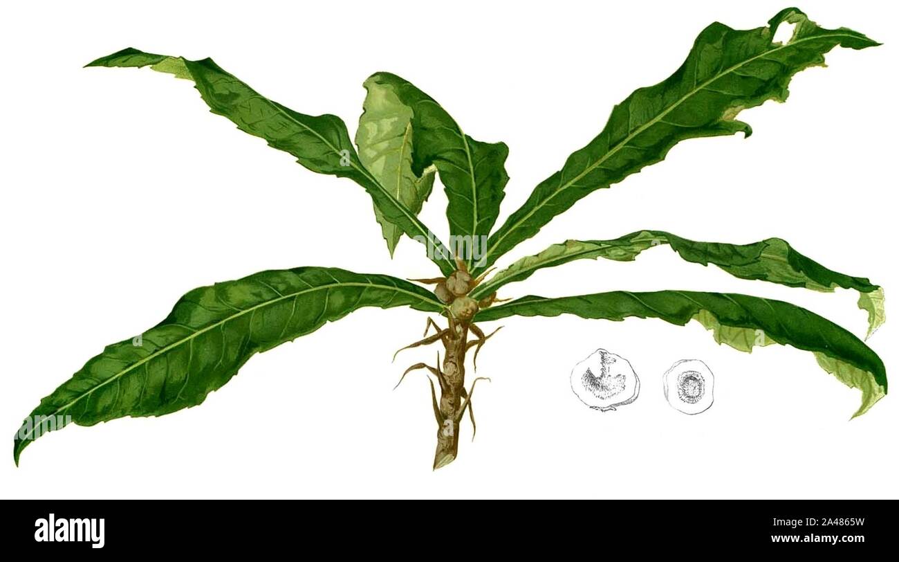 Ficus pseudopalma Blanco2.356-cropped Stock Photo - Alamy