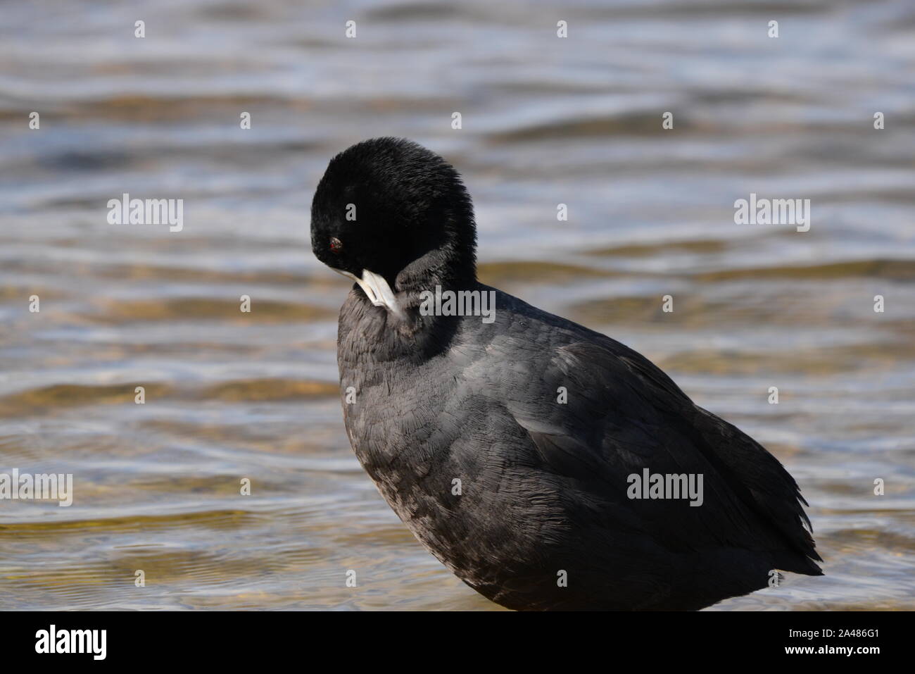Sedentary Animals High Resolution Stock Photography and Images - Alamy