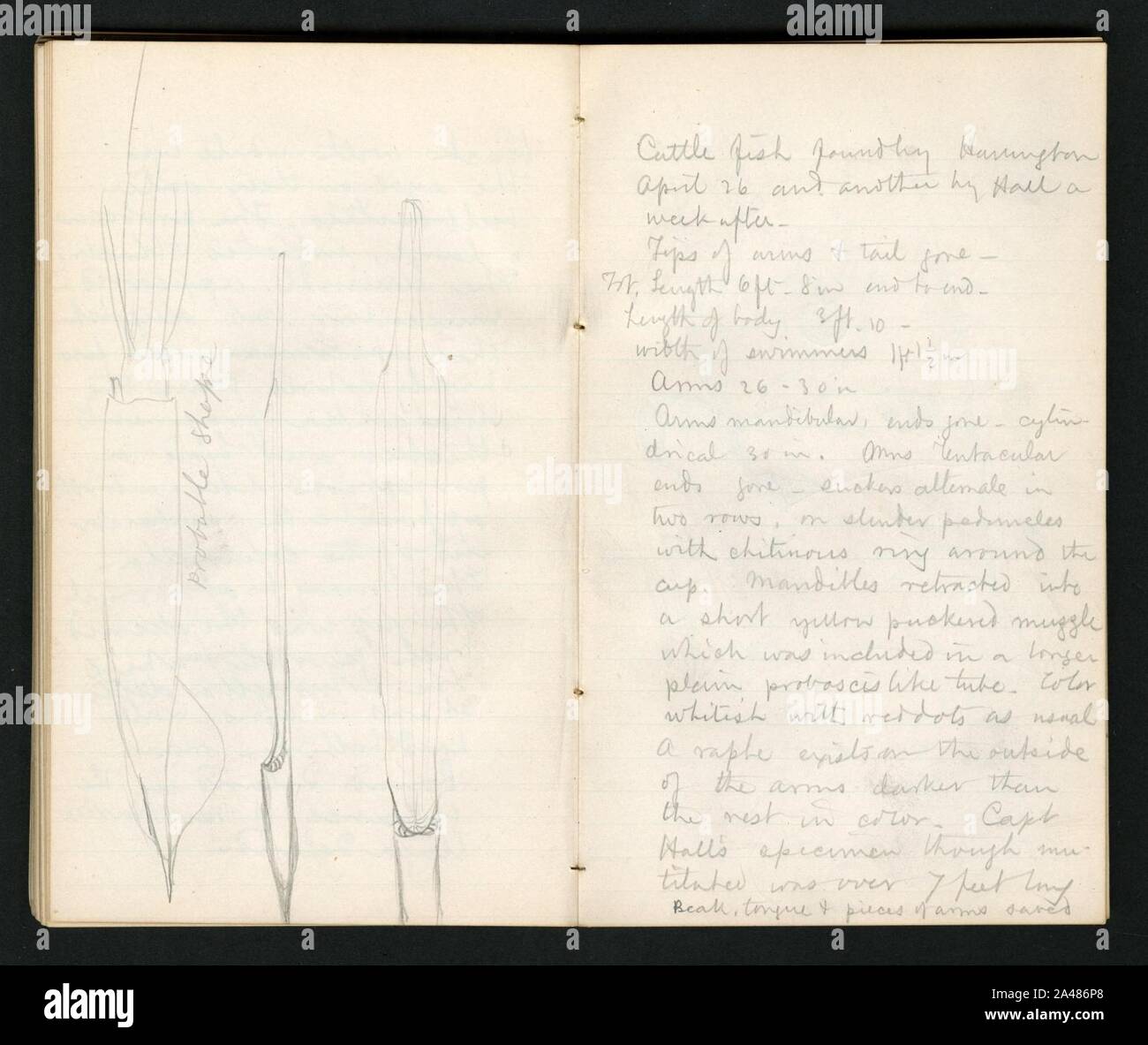 Field notes, 1871 (Pages 74 and 75 Stock Photo - Alamy