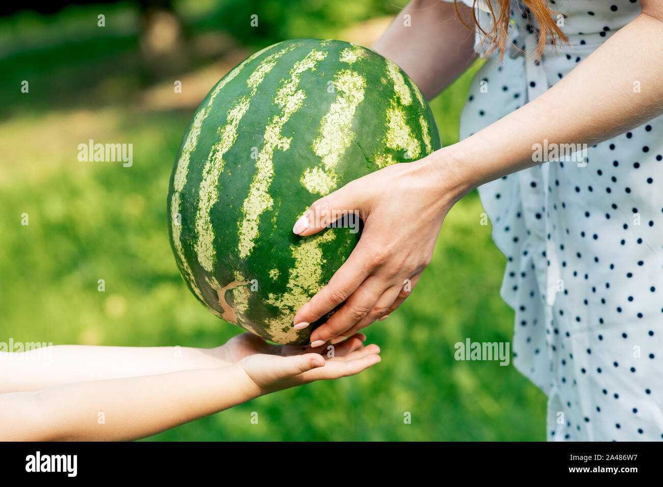 Woman's hands are giving to child's hands a whole watermelon close up ...