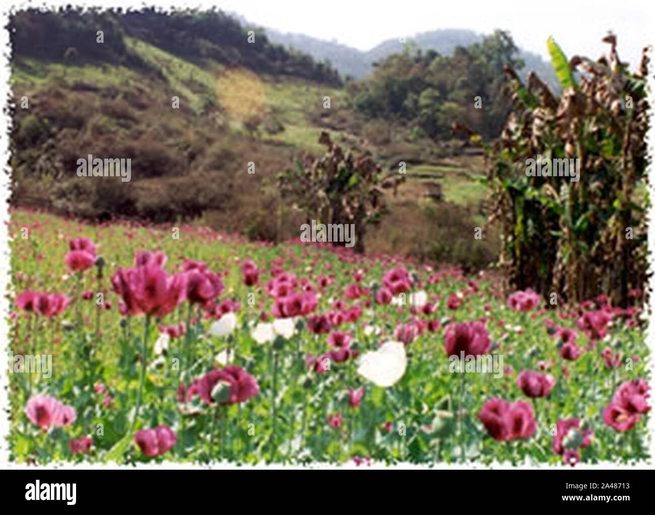 Field of opium Stock Photo - Alamy