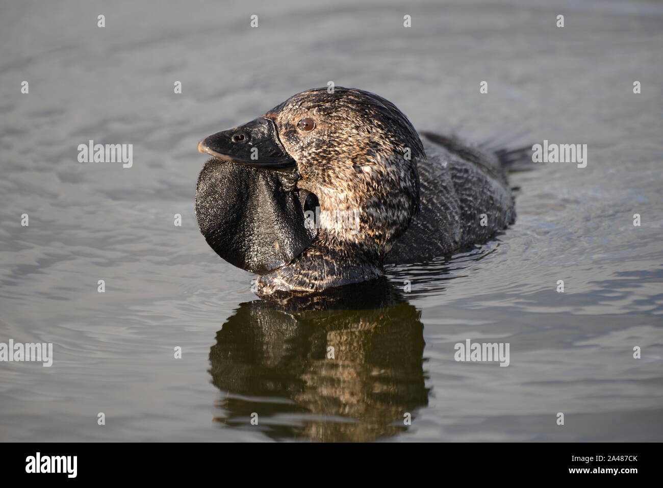 Common Australian Duck High Resolution Stock Photography and Images - Alamy