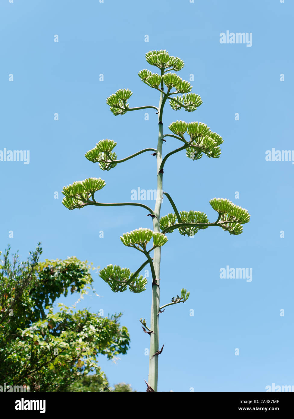 Low angle view of Agave Americana aka Century Plant in bloom against ...