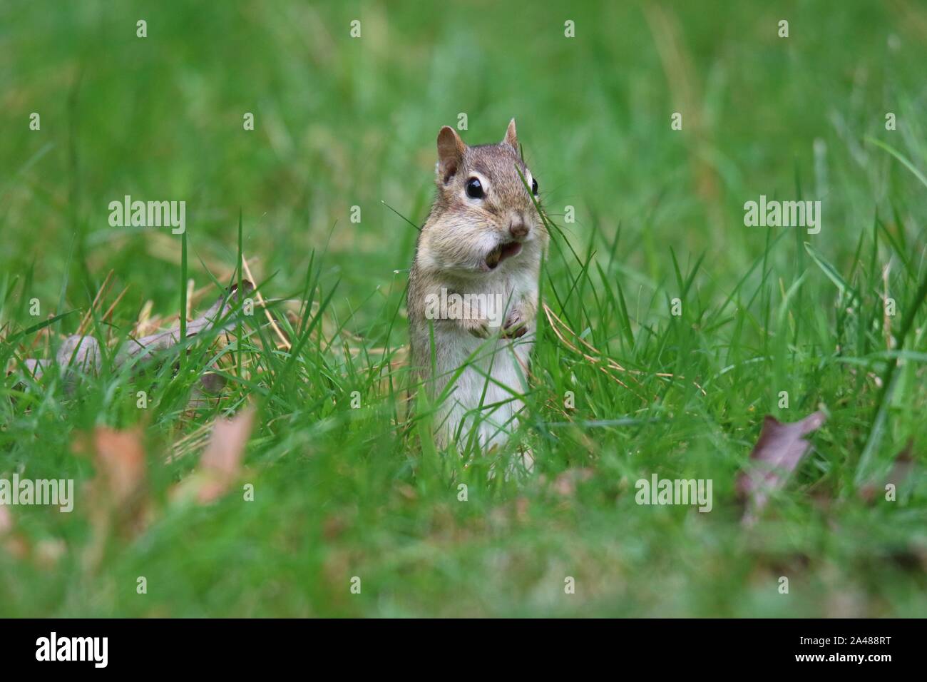 Chipmunk full cheeks hi-res stock photography and images - Alamy