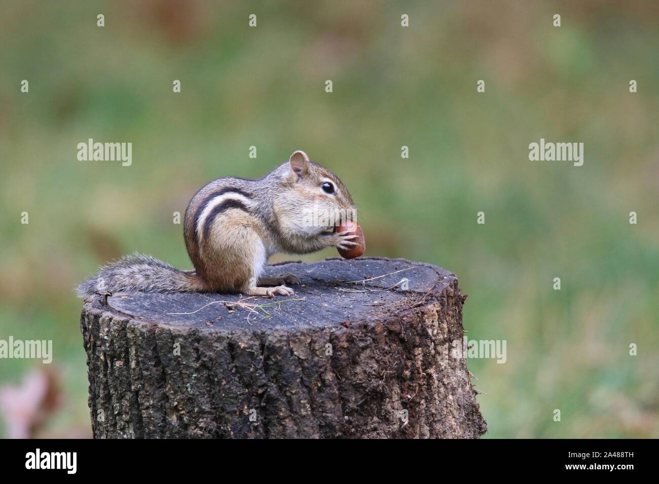 Chipmunk Acorn High Resolution Stock Photography and Images - Alamy