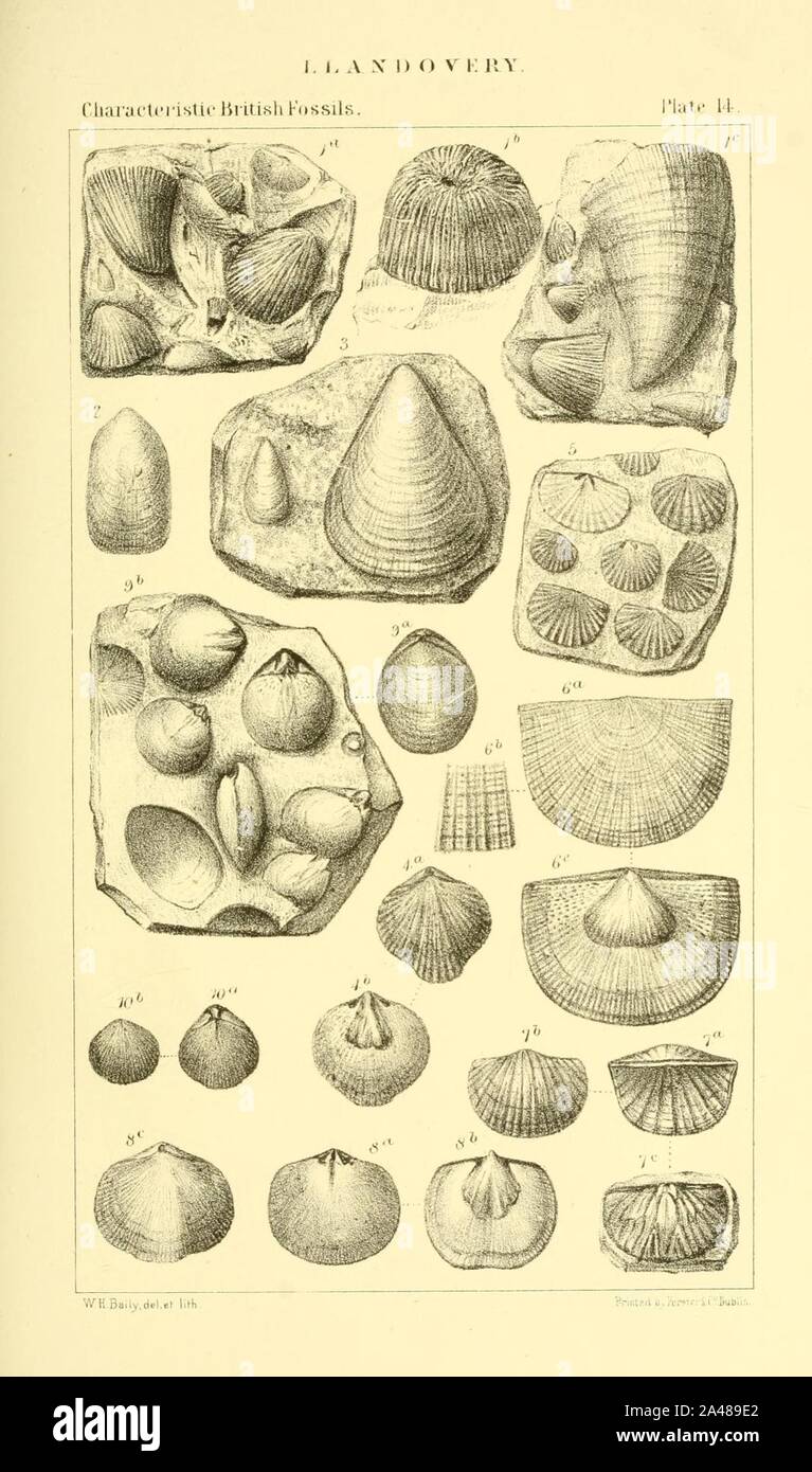 Figures of characteristic British fossils Stock Photo - Alamy