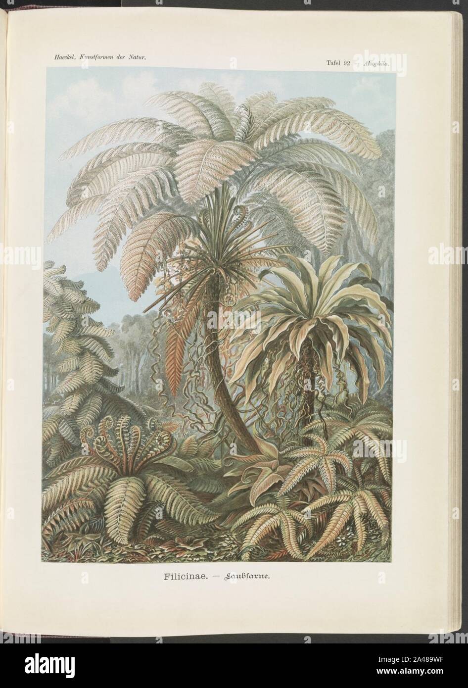 Filicinae hi-res stock photography and images - Alamy