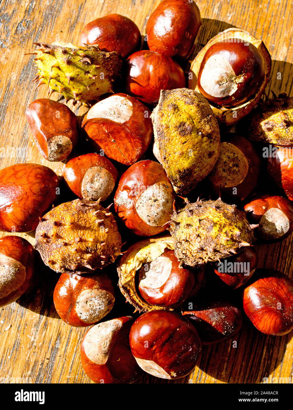 Conkers still life hi-res stock photography and images - Alamy