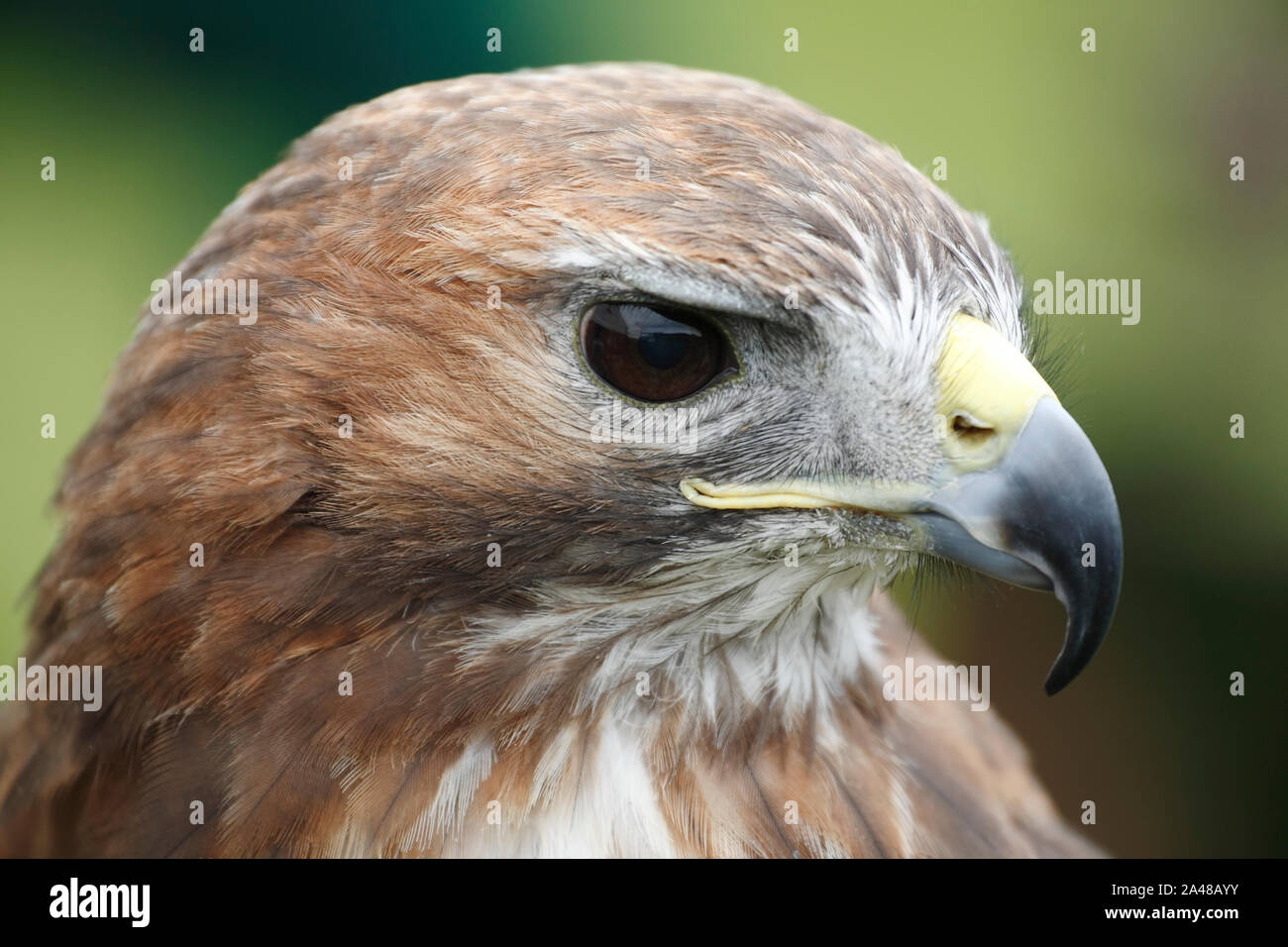 Wanderfalke hi-res stock photography and images - Alamy
