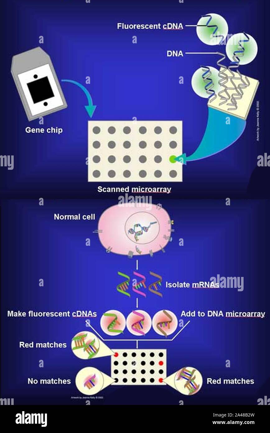 Finding Genes with Microarrays Stock Photo - Alamy