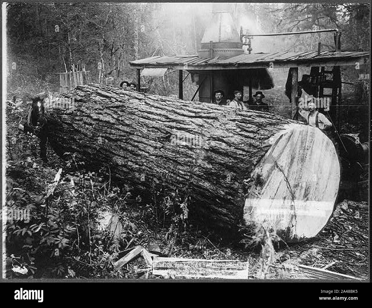 Fir log at yarding donkey Stock Photo - Alamy