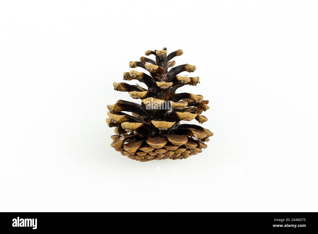 a single pine cone side view on white background Stock Photo - Alamy