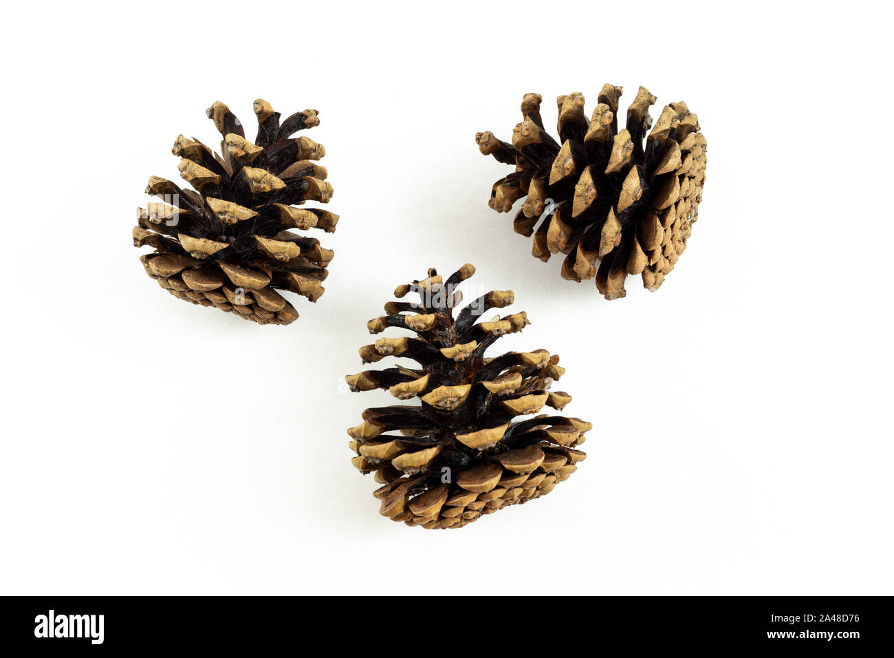 3 pine cones side view on white background Stock Photo - Alamy