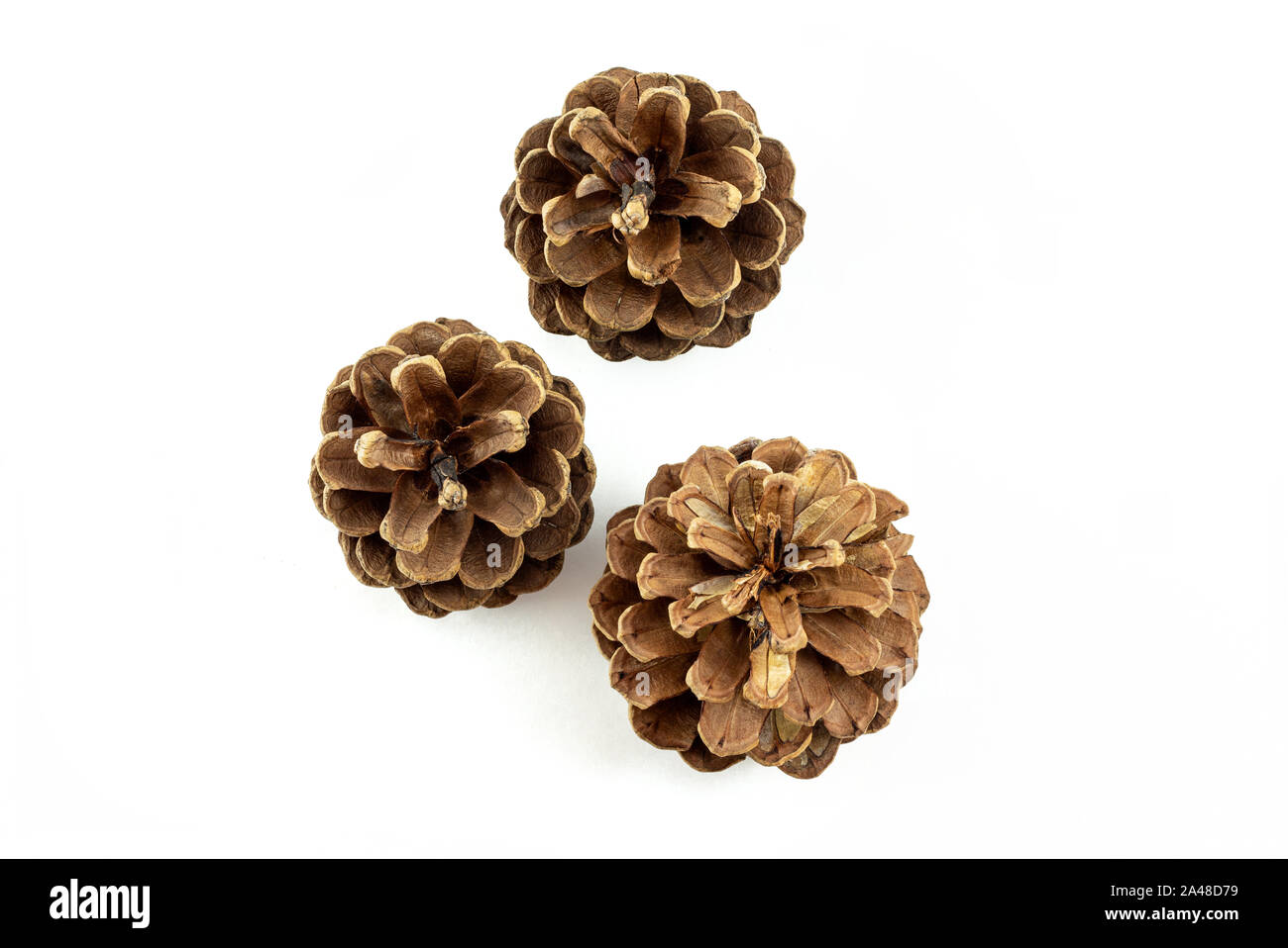 3 pine cones top view on white background Stock Photo - Alamy