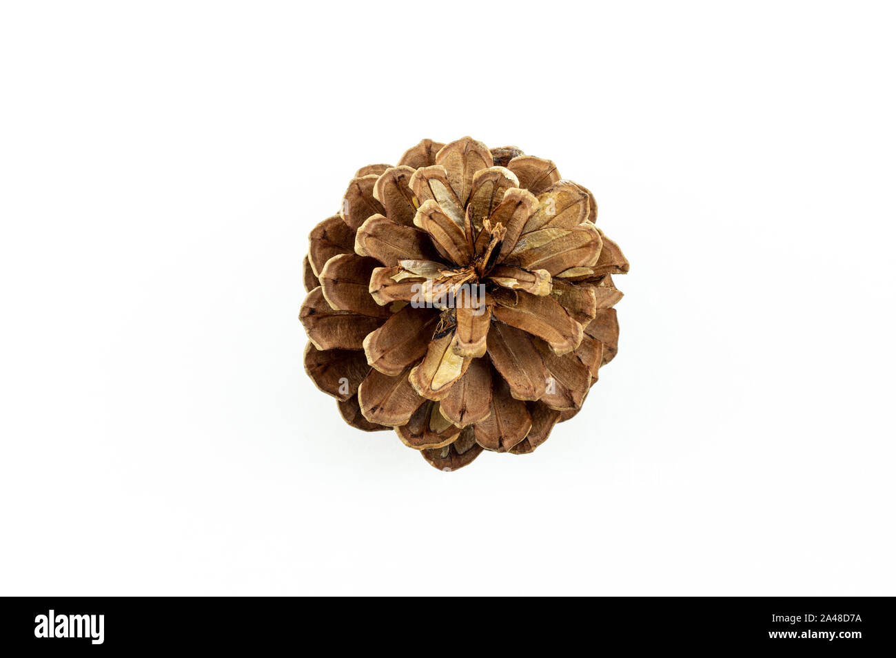 a single pine cone top view on white background Stock Photo - Alamy