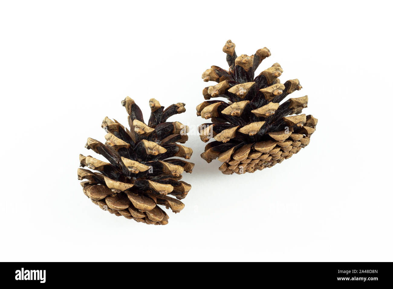 2 pine cones side view on white background Stock Photo - Alamy