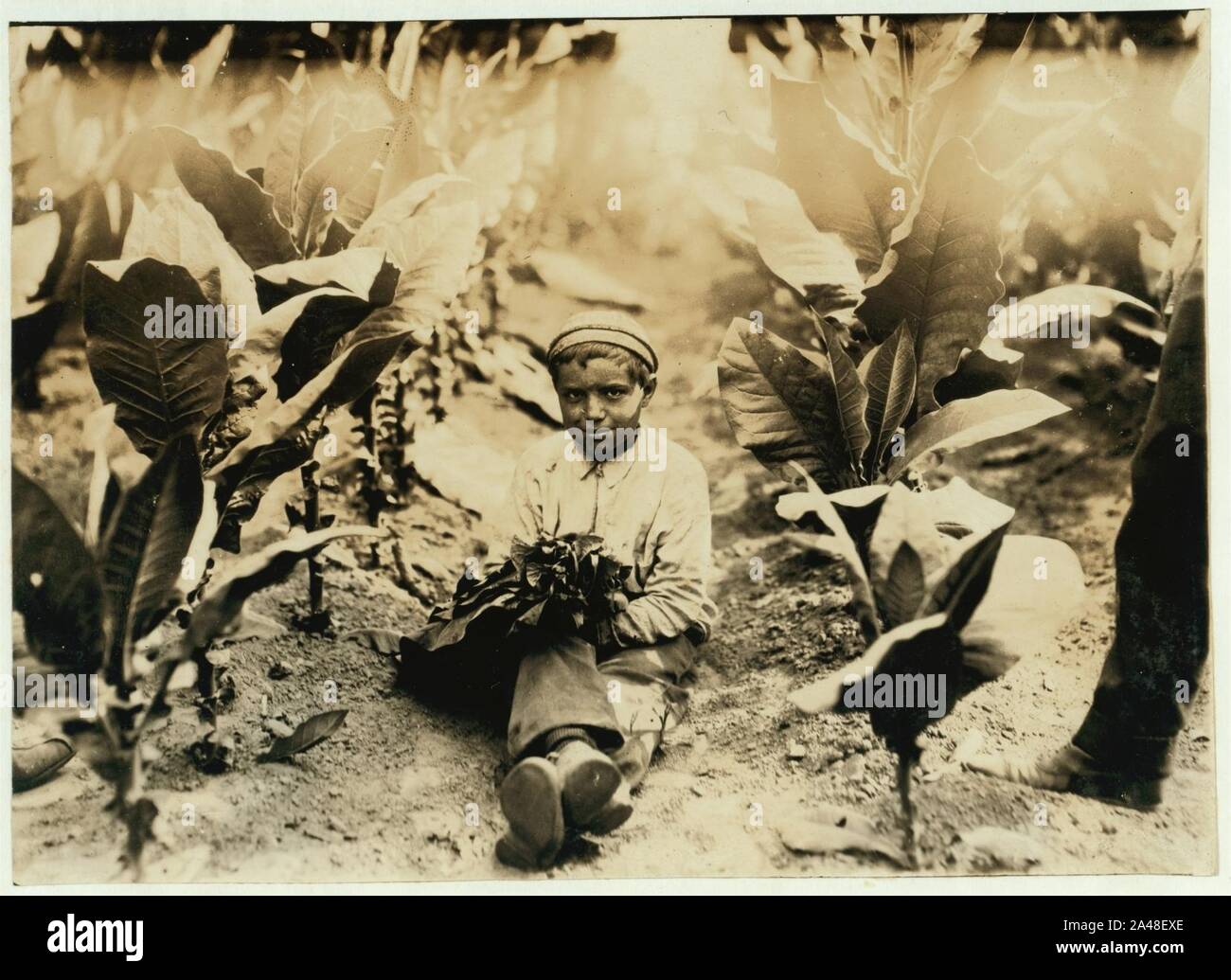 First picking hi-res stock photography and images - Alamy