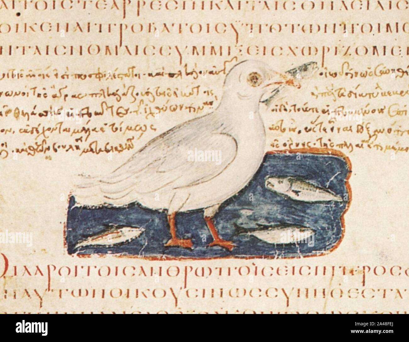 Dioskurides hi-res stock photography and images - Alamy