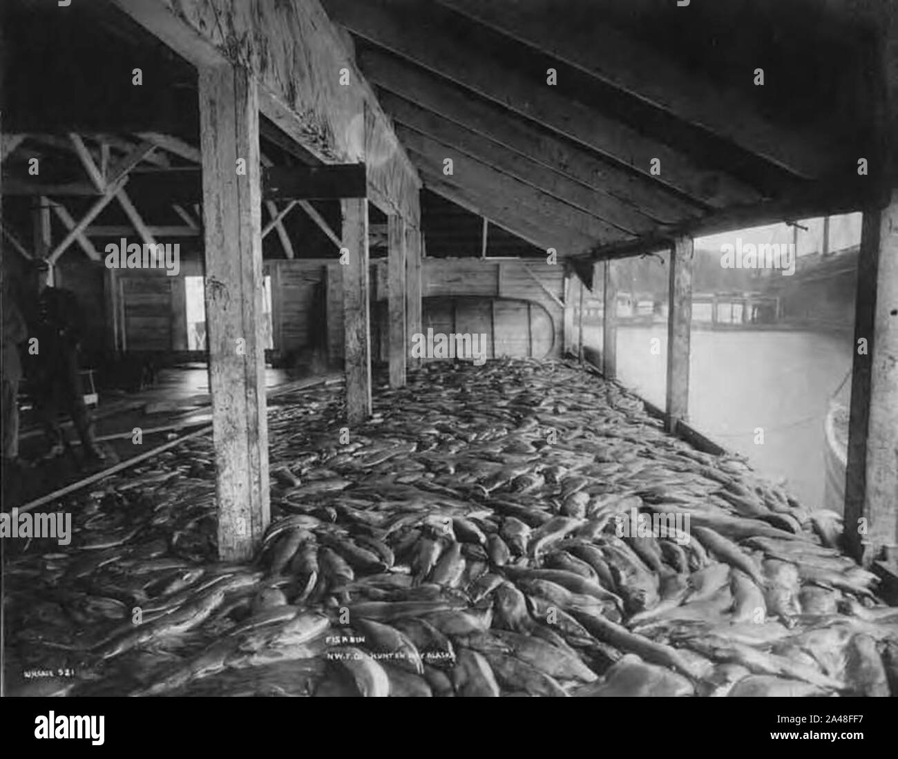 Fish bin at NWF Company Cannery Hunter Bay Alaska between 1903 and 1913 ...