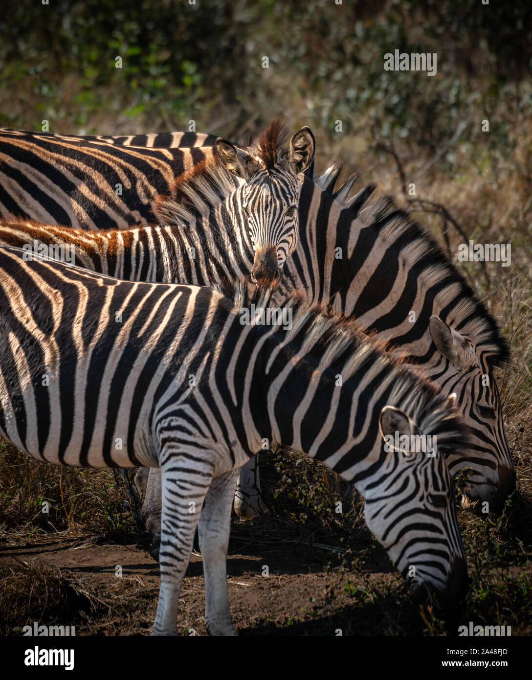 Hluhluwe imfolozi elephants hi-res stock photography and images - Alamy