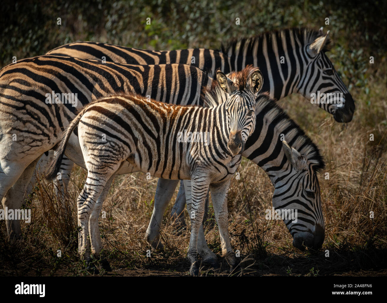 Hluhluwe imfolozi elephants hi-res stock photography and images - Alamy