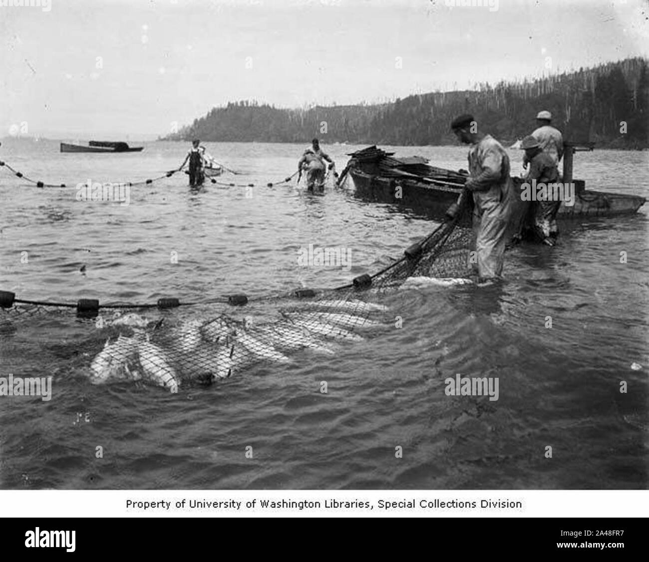 Fishermen harvesting fish from seine vicinity of the lower Columbia ...