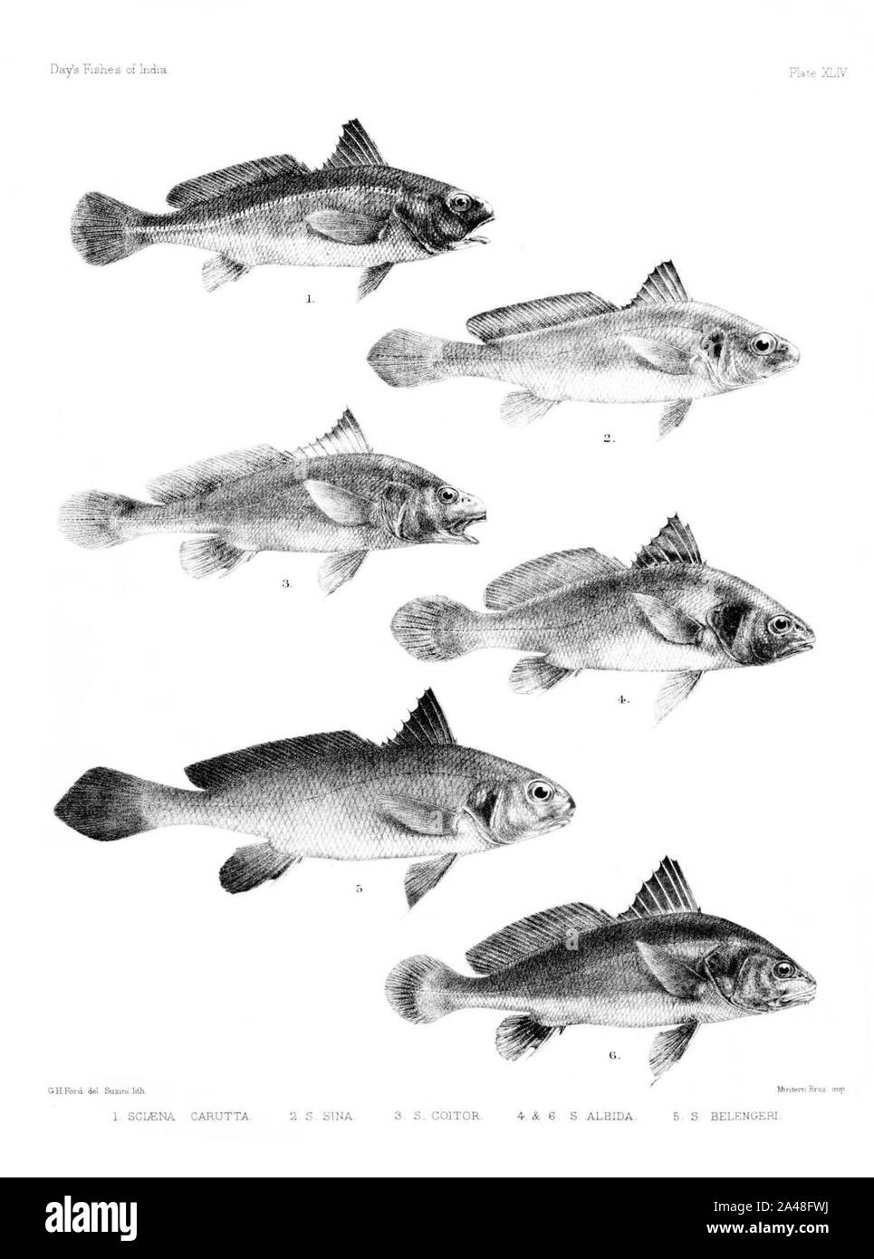 Xliv hi-res stock photography and images - Alamy