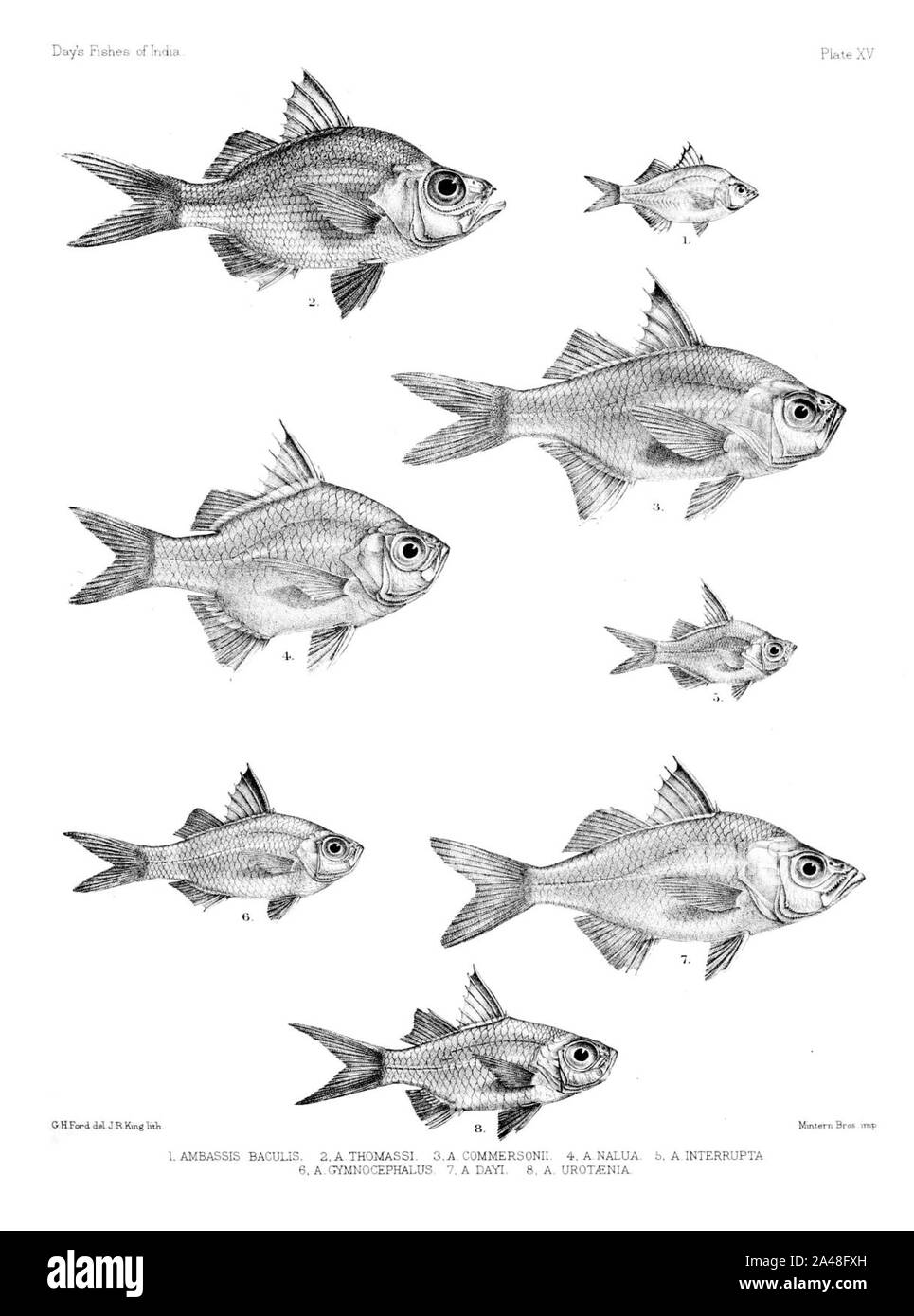 Fishes of India. Atlas. Plate XV Stock Photo - Alamy