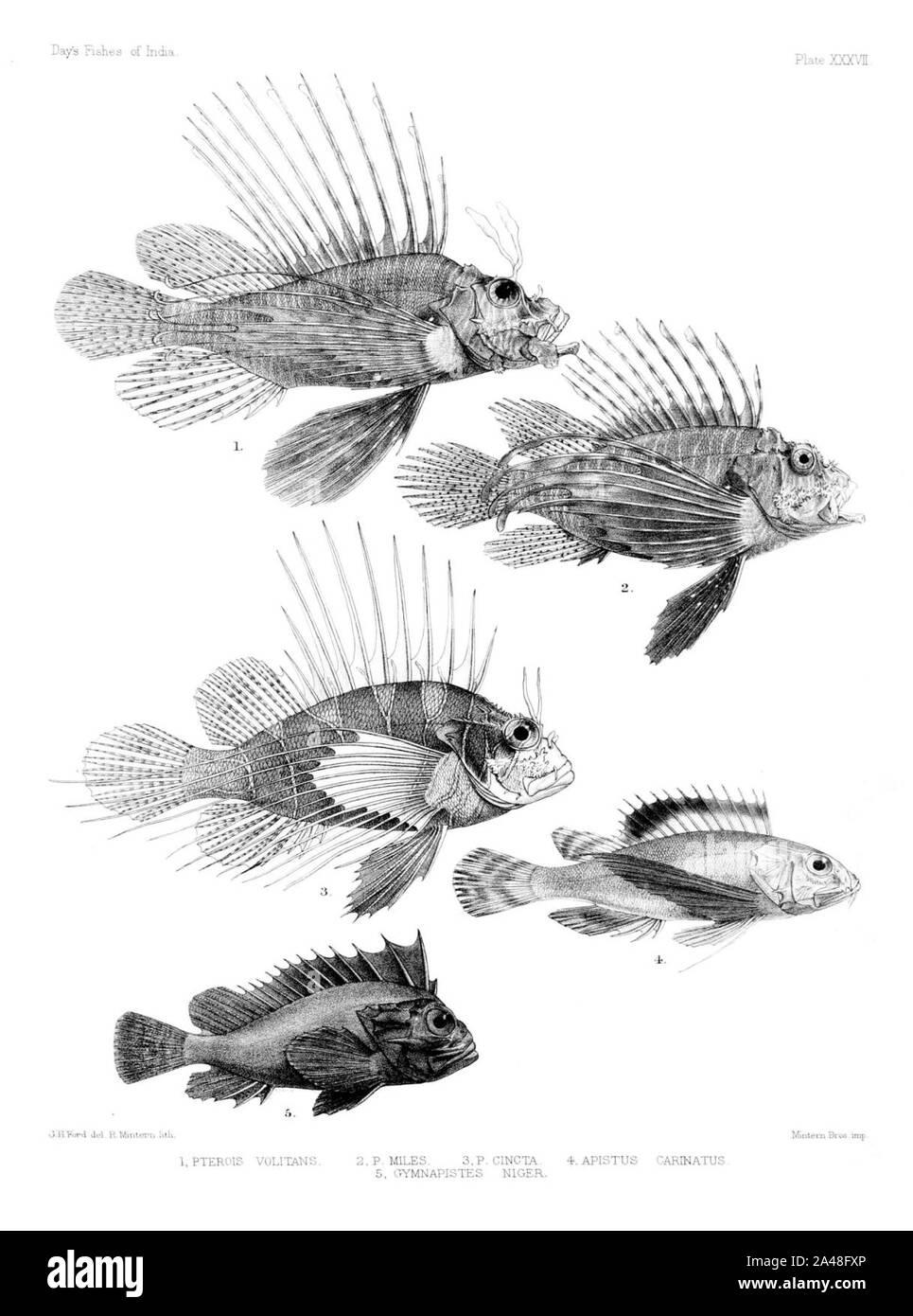 Fishes of India. Atlas. Plate XXXVII Stock Photo - Alamy
