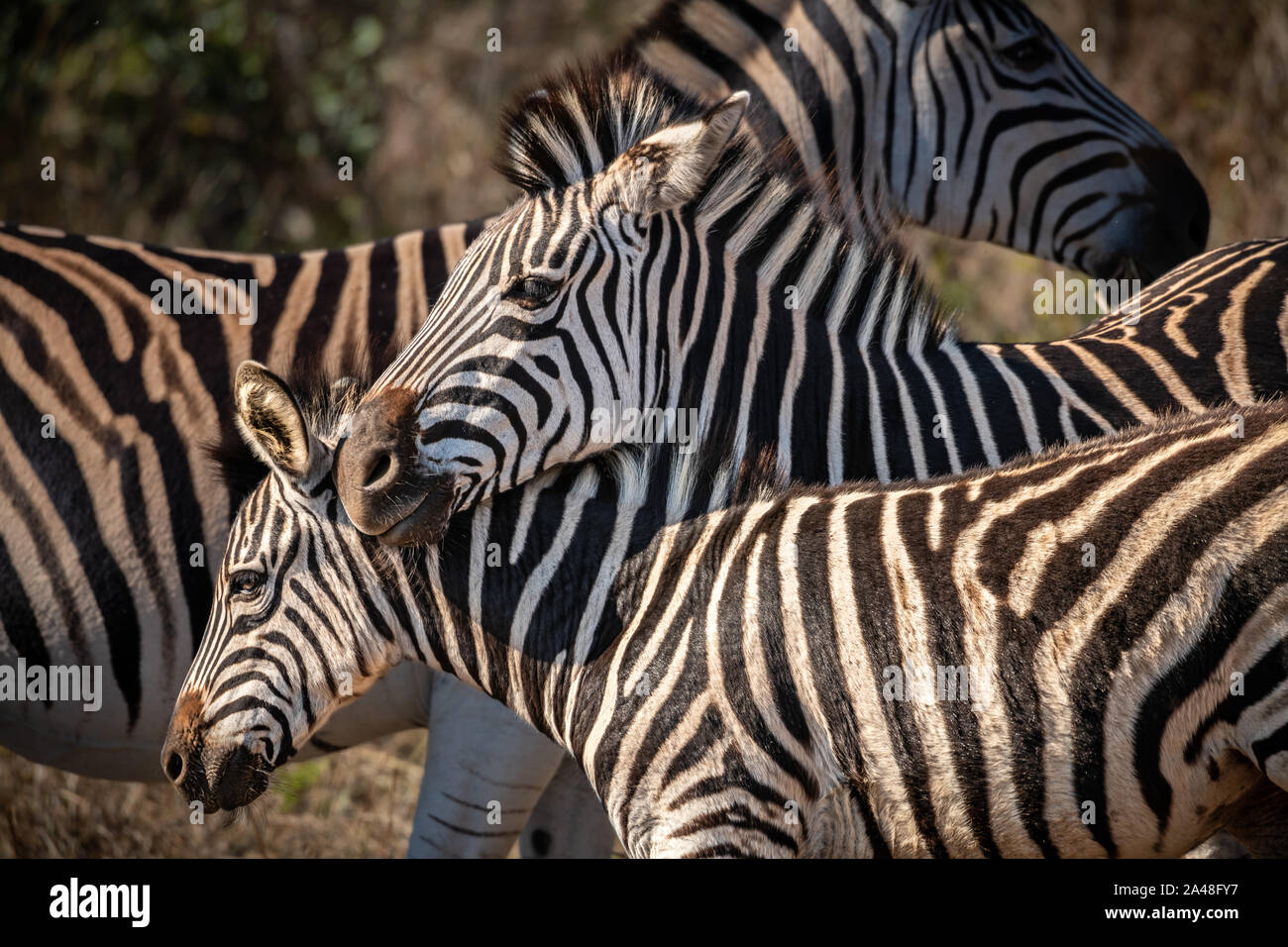 Hluhluwe imfolozi elephants hi-res stock photography and images - Alamy