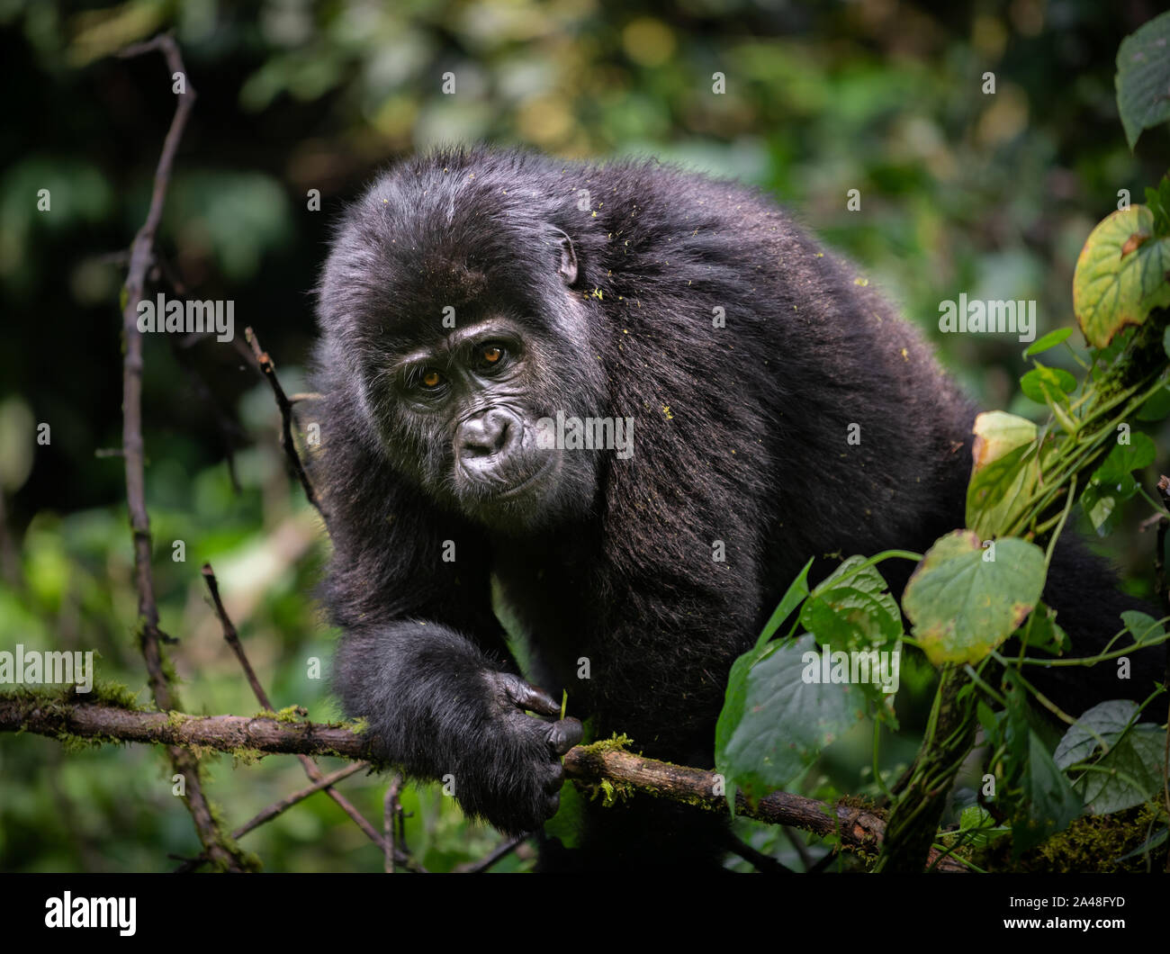 Young mountain gorillas hi-res stock photography and images - Alamy