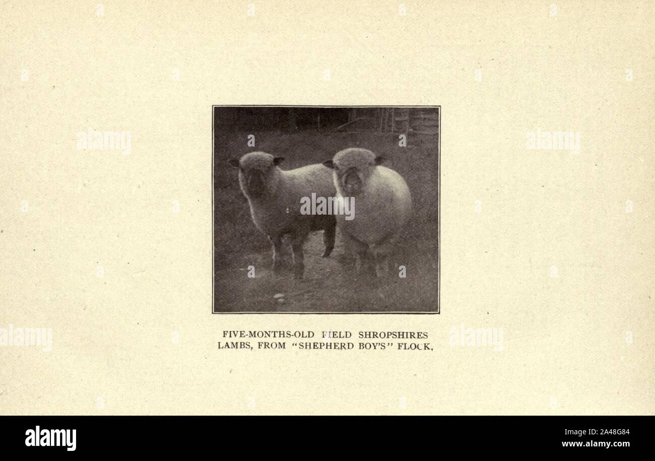 Fitting sheep hi-res stock photography and images - Alamy