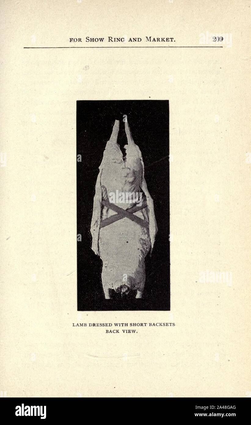 Fitting sheep hi-res stock photography and images - Alamy