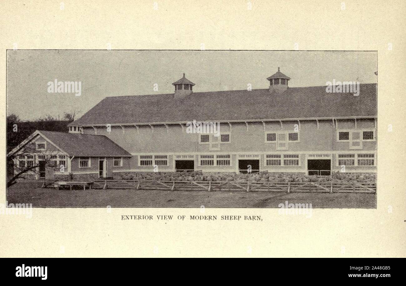 Fitting sheep hi-res stock photography and images - Alamy